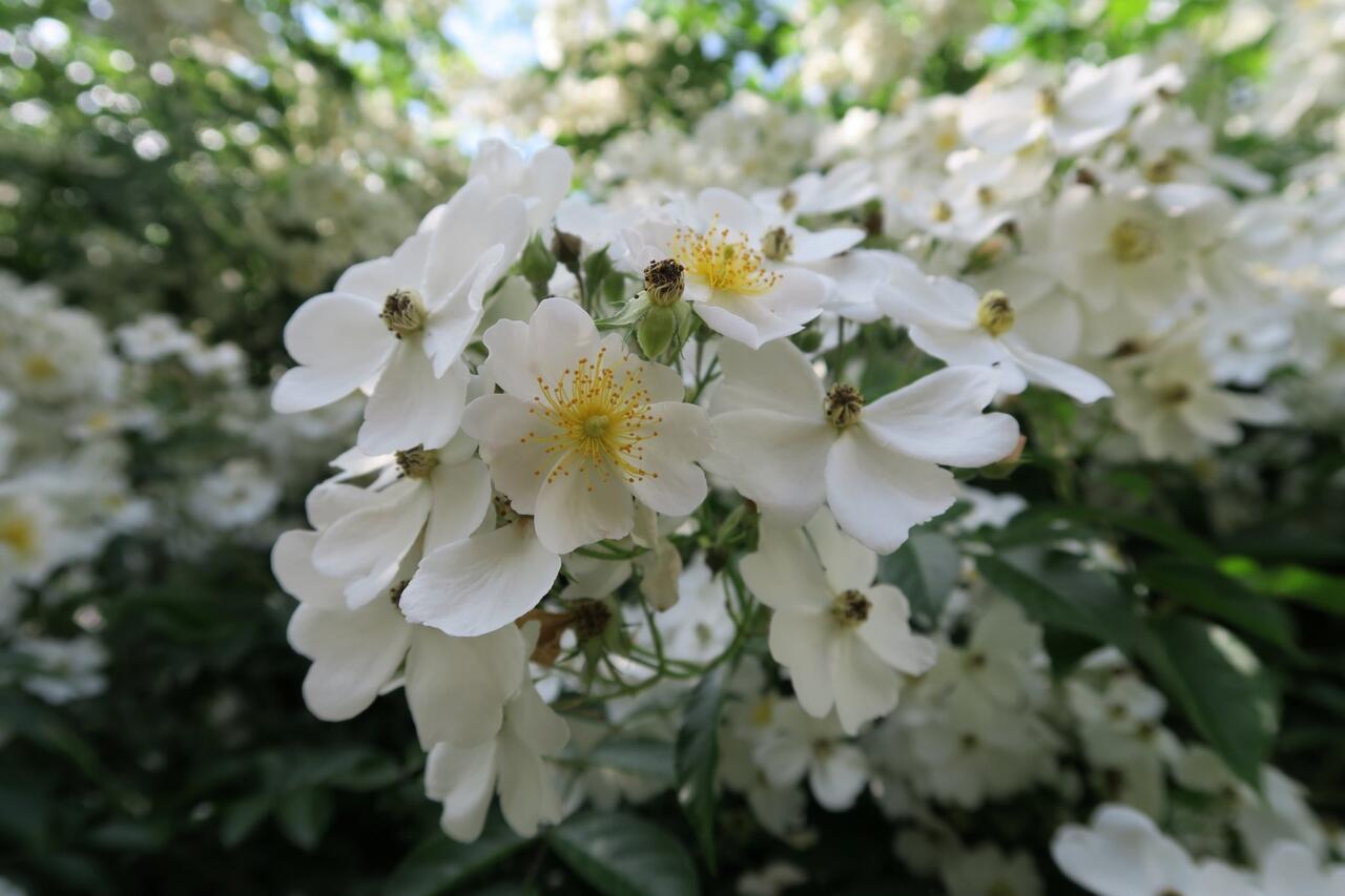 Růže mnohokvětá - Rosa multiflora | Zahradnictví FLOS