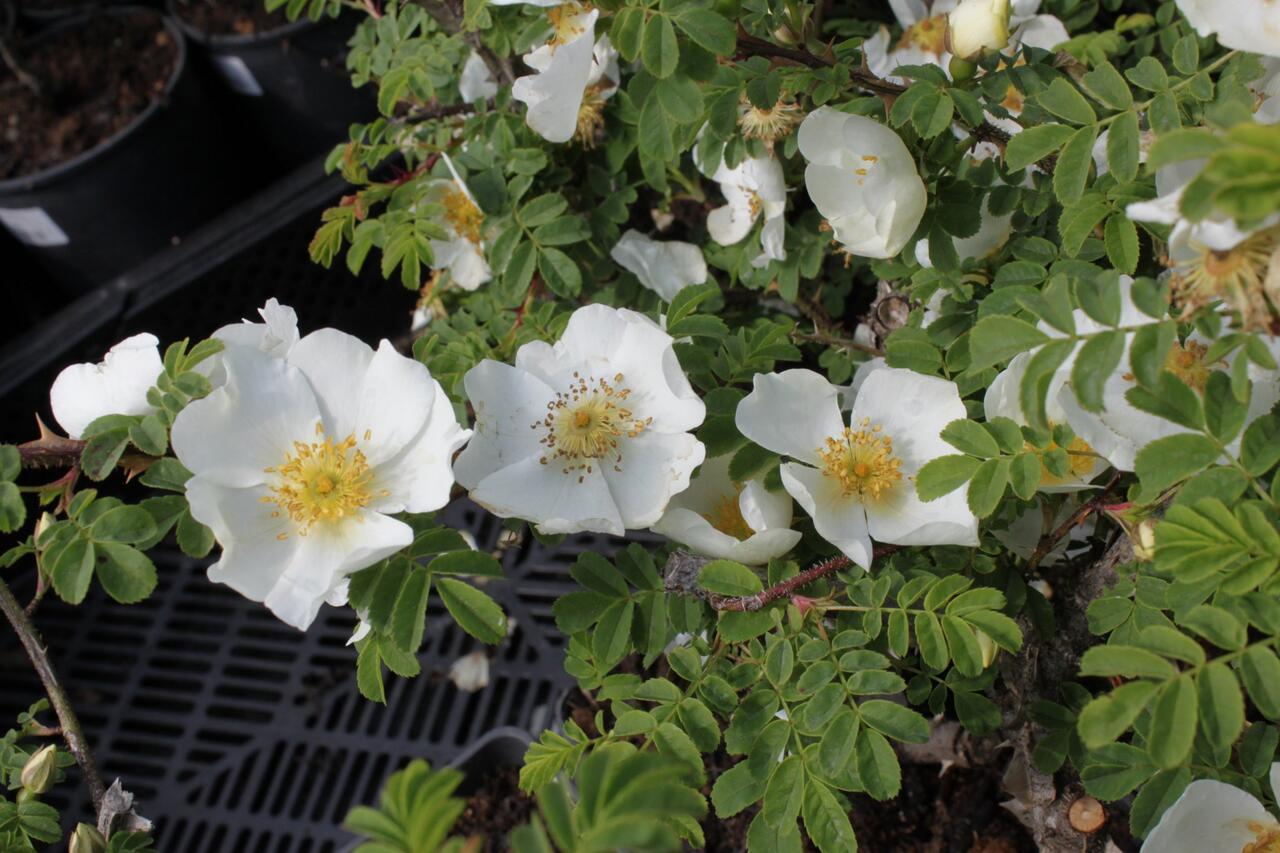 Růže hedvábitá - Rosa sericea pteracantha | Zahradnictví FLOS