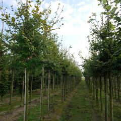 Buk lesní - Fagus sylvatica | Zahradnictví FLOS