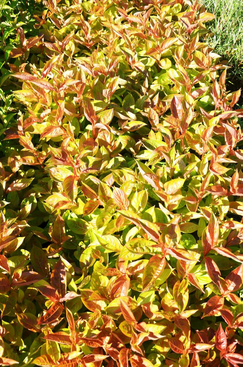 Vajgélie květnatá 'Wings of Fire' - Weigela florida 'Wings of Fire ...