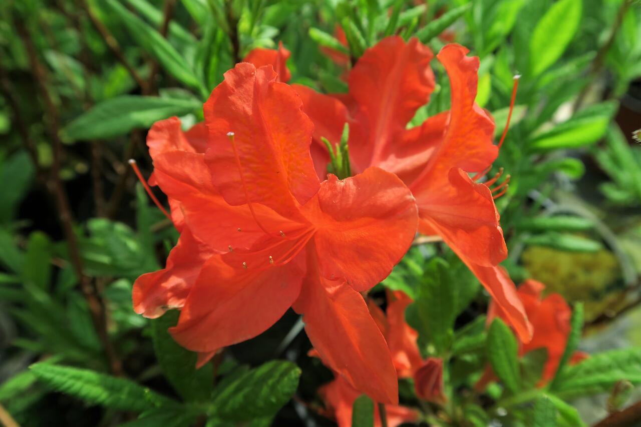 Pěnišník měkký 'Red' - Azalea mollis 'Red' | Zahradnictví FLOS