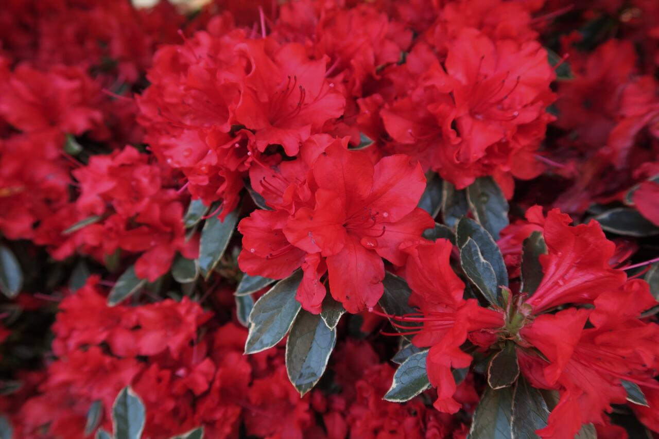 Azalka japonská 'Hot Shot Variegata' - Azalea japonica 'Hot Shot ...