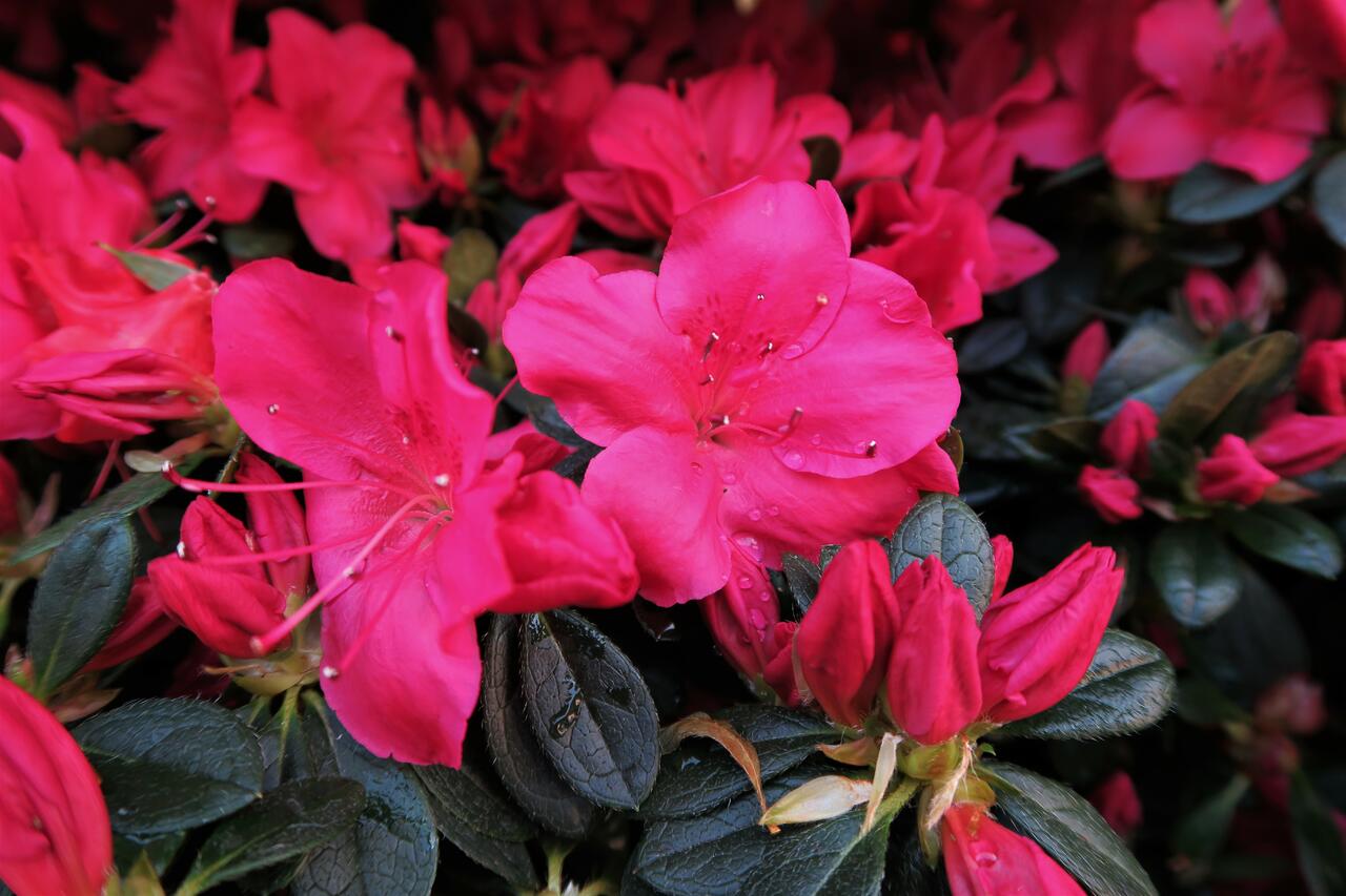 Azalka japonská 'Arabesk' - Azalea japonica 'Arabesk' | Zahradnictví FLOS