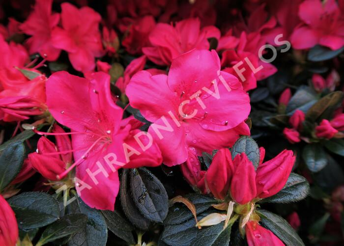 Azalka japonská 'Arabesk' - Azalea japonica 'Arabesk' | Zahradnictví FLOS