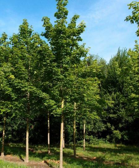 Žlutě kvetoucí rostliny | Zahradnictví FLOS