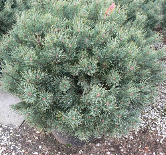 Sazenice borovice - pinus | Zahradnictví FLOS