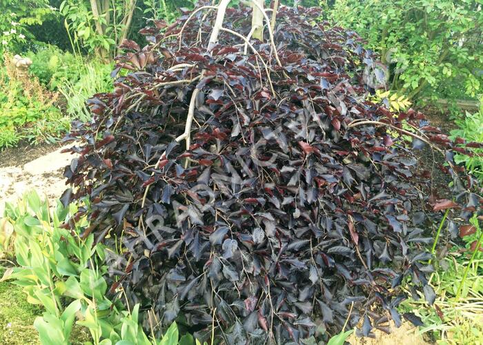 Buk lesní 'Purpurea Pendula' - Fagus sylvatica 'Purpurea Pendula ...