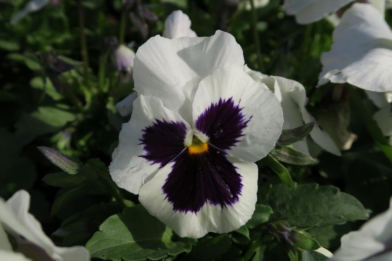Violka, maceška zahradní 'Carneval Early White with Blotch' - Viola ...