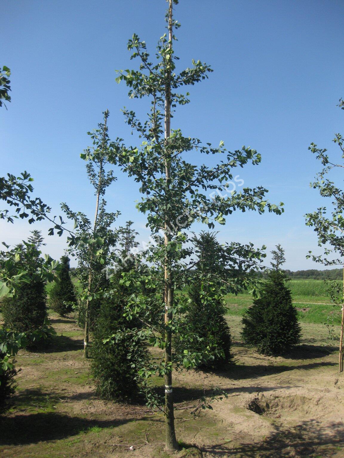 Jinan dvoulaločný - Ginkgo biloba | Zahradnictví FLOS
