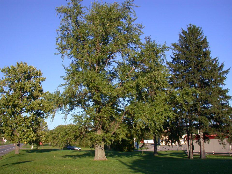Jinan dvoulaločný - Ginkgo biloba | Zahradnictví FLOS