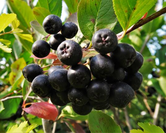 Výsledky vyhledávání aronia+bungalov | Zahradnictví FLOS