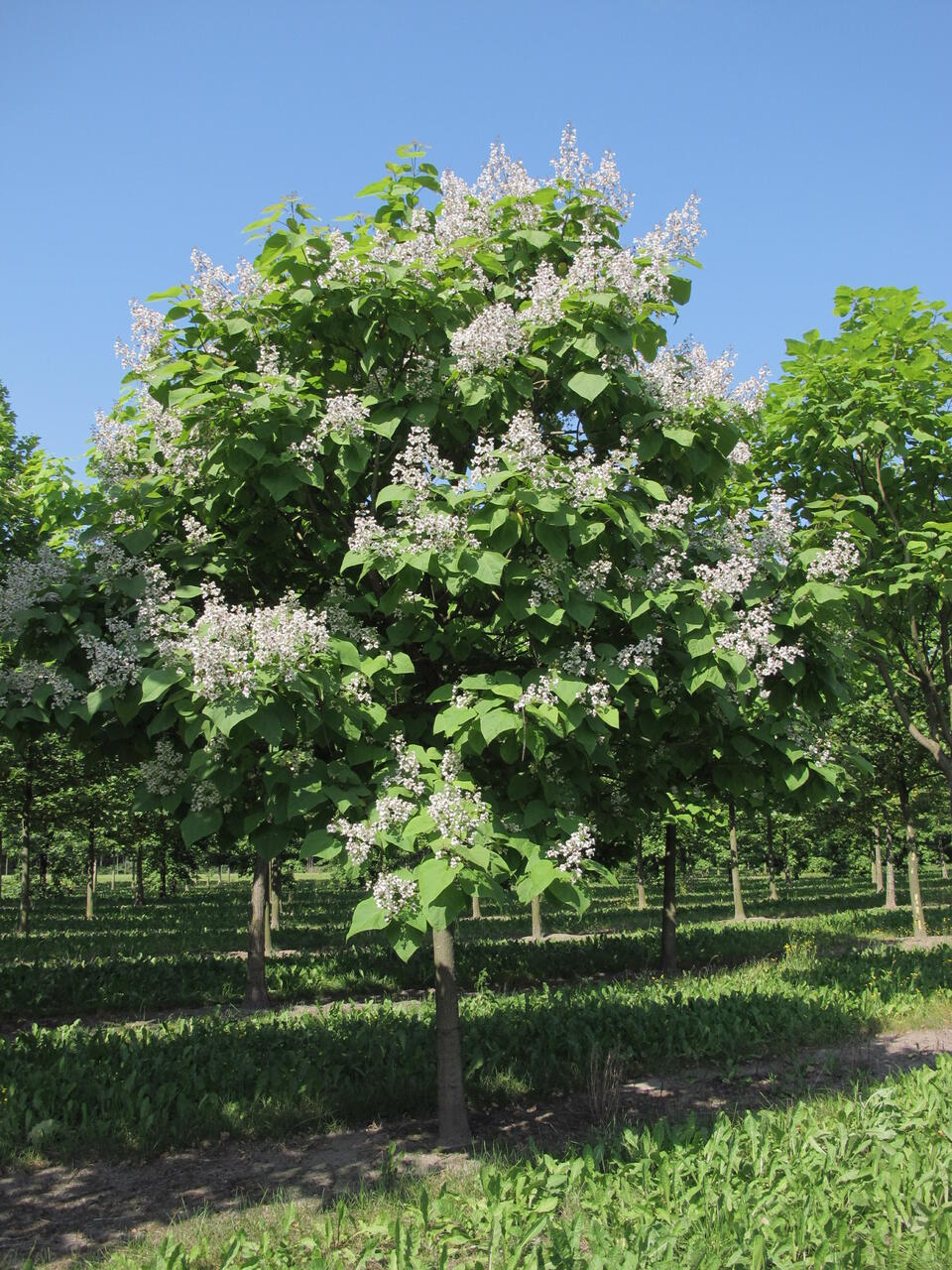 Katalpa trubačovitá - Catalpa bignonioides | Zahradnictví FLOS