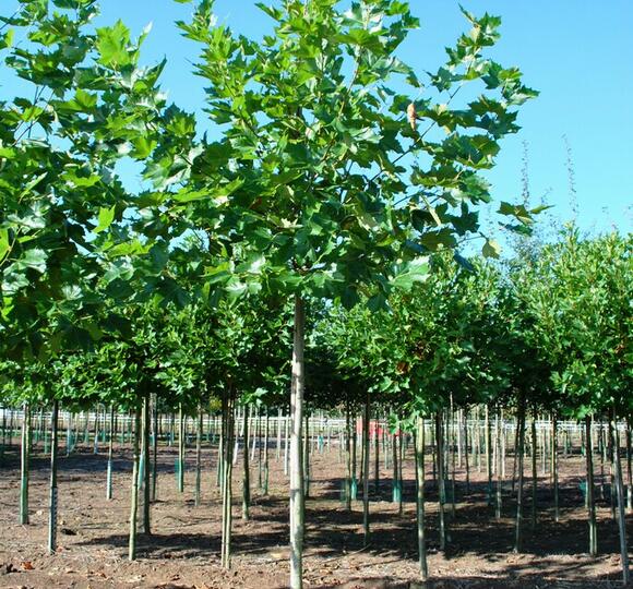 Platany | Zahradnictví FLOS