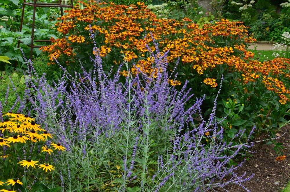 Perovskie lebedolistá - Perovskia atriplicifolia | Zahradnictví FLOS