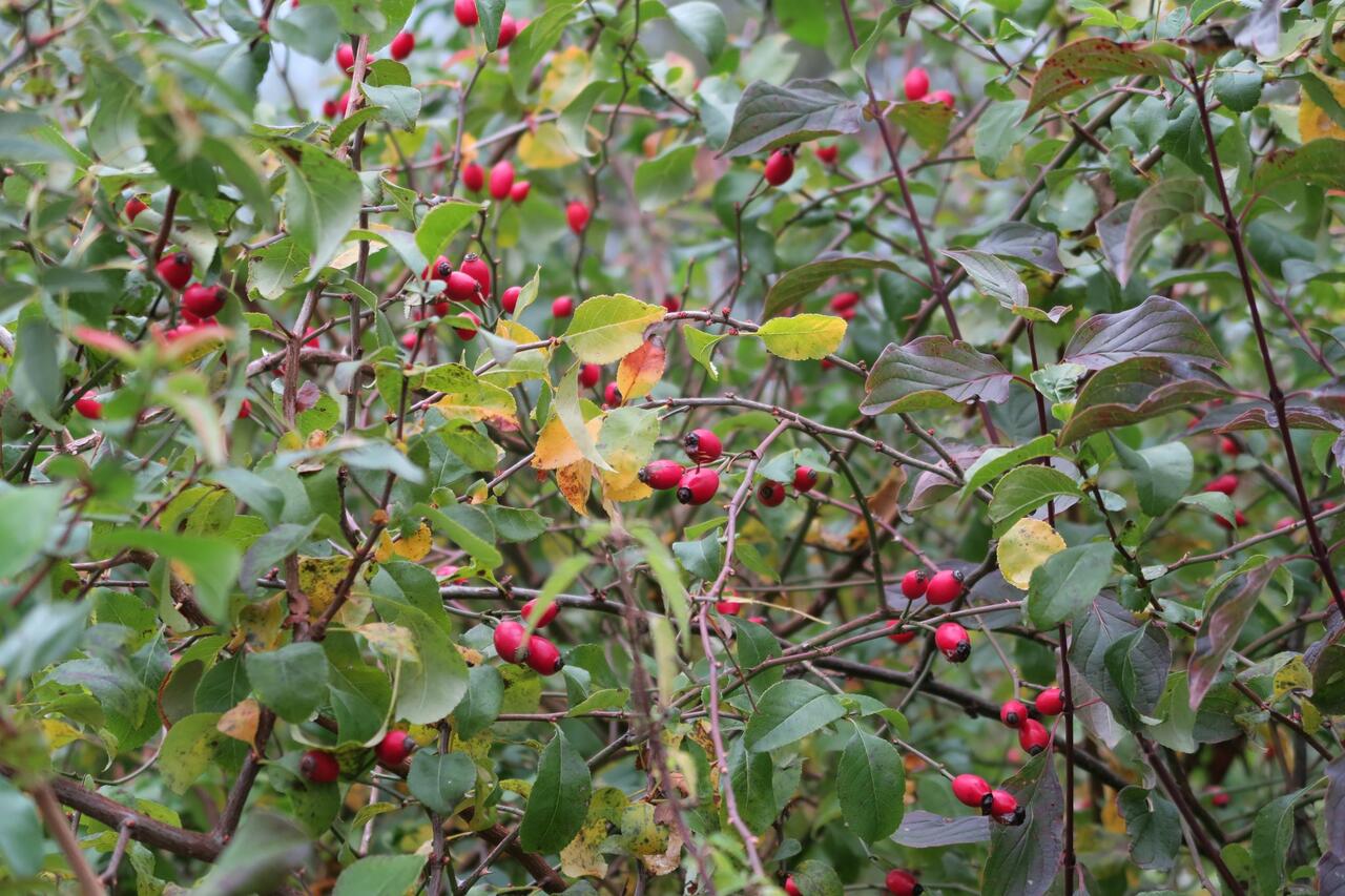 Růže šípková - Rosa canina | Zahradnictví FLOS