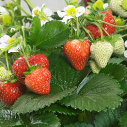 Jahodníky | Zahradnictví FLOS