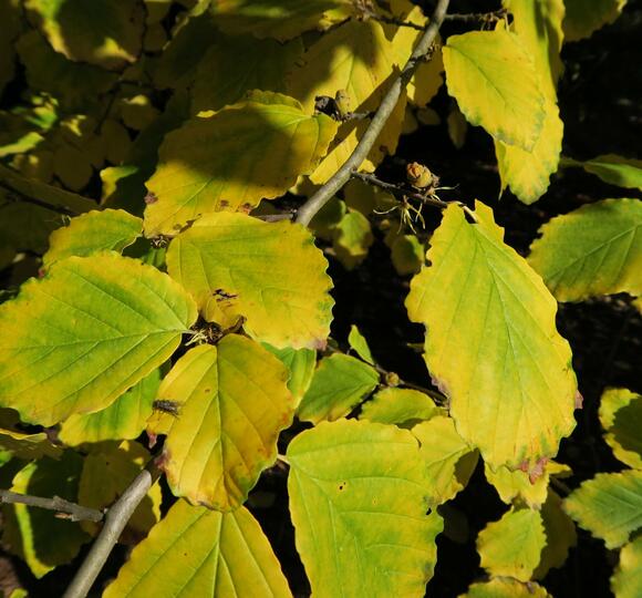 Žlutě kvetoucí rostliny | Zahradnictví FLOS