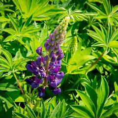 Lupina 'Lupini Blue Shades' - Lupinus polyphyllus 'Lupini Blue Shades ...