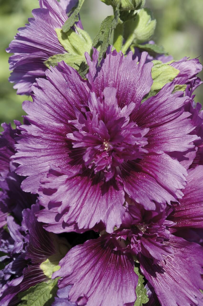 Topolovka růžová 'Spring Celebrities Purple' - Alcea rosea 'Spring ...