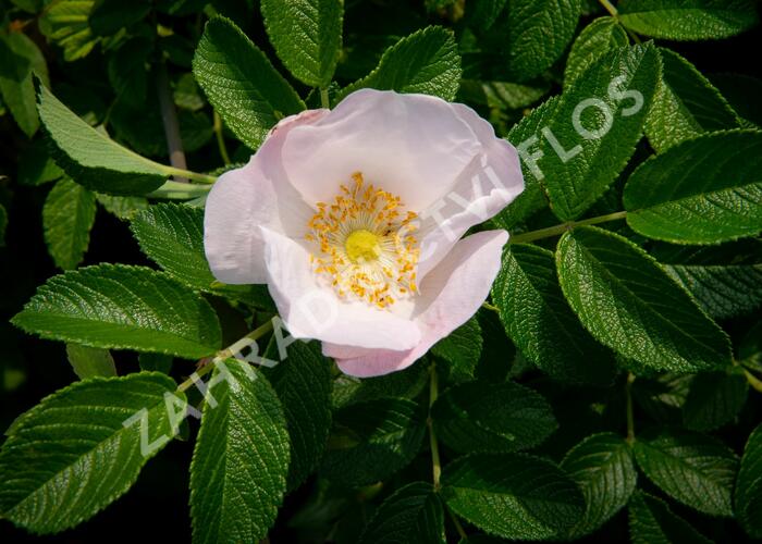 Růže svraskalá 'Alba' - Rosa rugosa 'Alba' | Zahradnictví FLOS