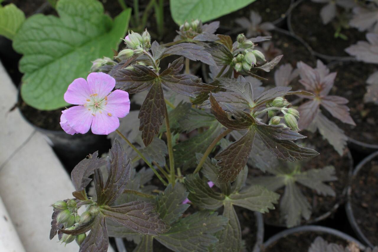 Kakost skvrnitý 'Elizabeth Ann' - Geranium maculatum 'Elizabeth Ann ...