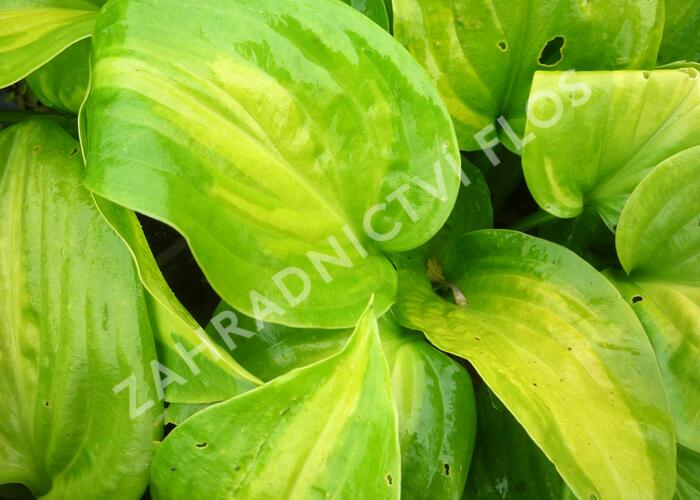 Bohyška 'Avocado' - Hosta 'Avocado' | Zahradnictví FLOS
