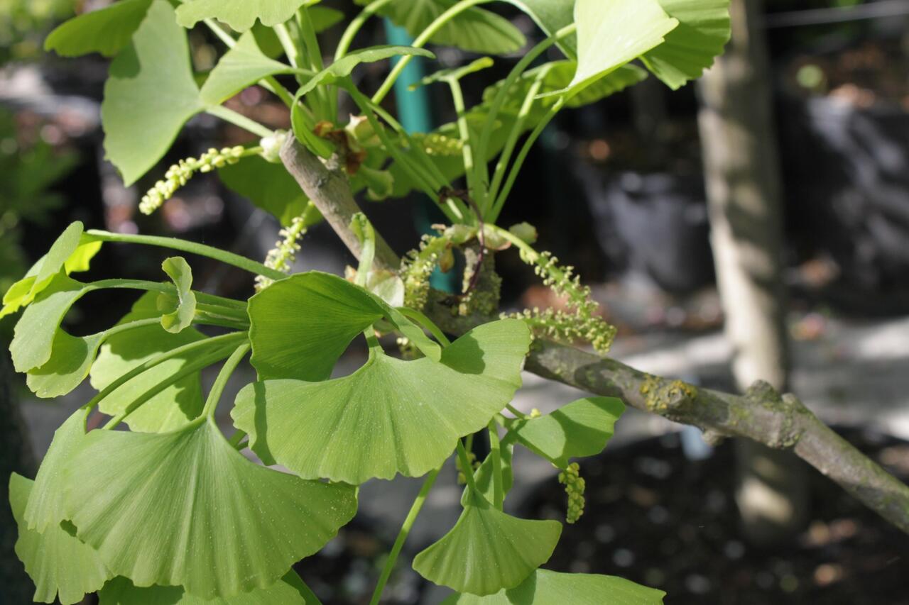 Jinan dvoulaločný 'Fastigiata' - Ginkgo biloba 'Fastigiata ...