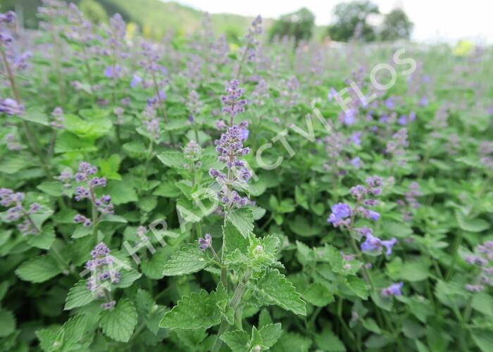 Šanta 'Kit Cat' - Nepeta x faassenii 'Kit Cat' | Zahradnictví FLOS