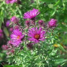 Hvězdnice novoanglická 'Septemberrubin' - Aster novae-angliae ...