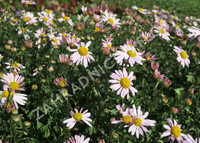 Listopadka arktická 'Roseum' - Dendranthema arcticum 'Roseum ...
