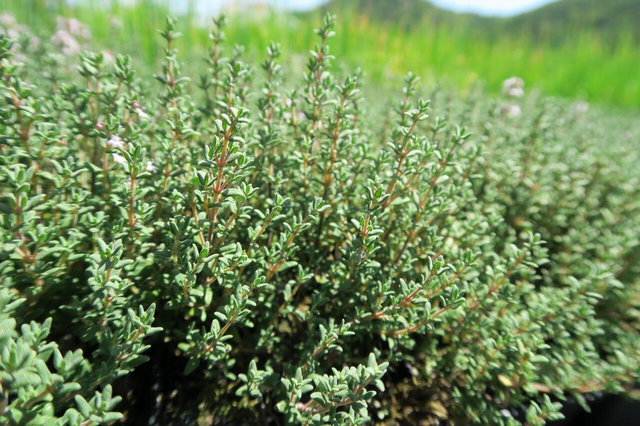 Tymián obecný 'Faustini' - Thymus vulgaris 'Faustini' | Zahradnictví FLOS
