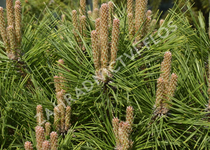 Borovice černá 'Brepo' - Pinus nigra 'Brepo' | Zahradnictví FLOS