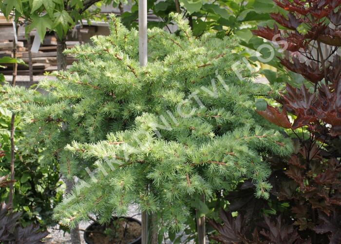 Modřín japonský 'Blue Dwarf' - Larix kaempferi 'Blue Dwarf ...
