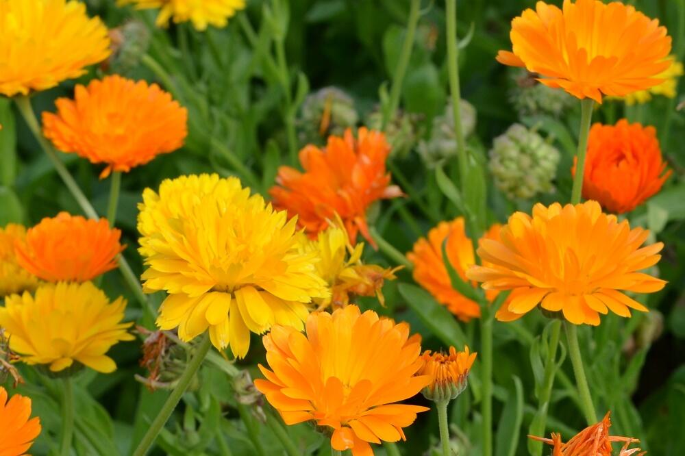 Měsíček lékařský - Calendula officinalis | Zahradnictví FLOS