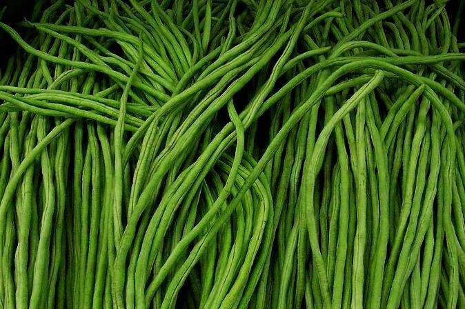 Vigna čínská 'Metro' - Vigna sinensis 'Metro' | Zahradnictví FLOS