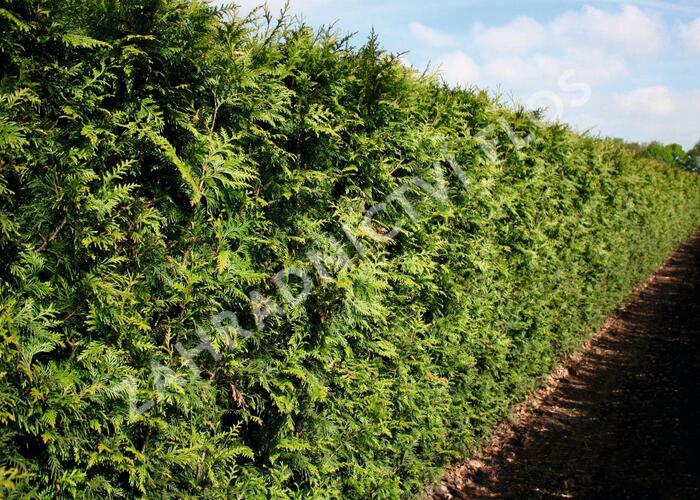 Zerav řasnatý 'Excelsa' - Thuja plicata 'Excelsa' | Zahradnictví FLOS