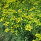 Routa vonná - Ruta graveolens | Zahradnictví FLOS