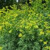Routa vonná - Ruta graveolens | Zahradnictví FLOS