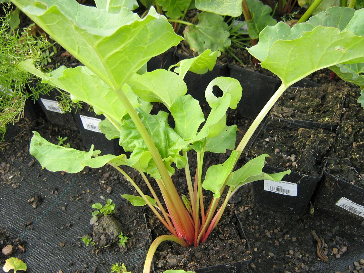 Reveň rebarbora 'Victoria' - Rheum rhabarbarum 'Victoria ...