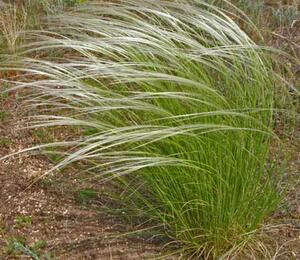 Kavyl péřovitý 'Ponytails' - Stipa tenuissima 'Ponytails ...