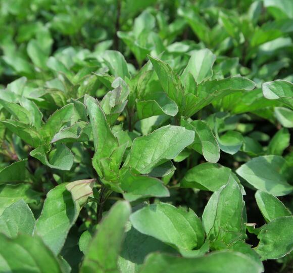 Routa vonná - Ruta graveolens | Zahradnictví FLOS