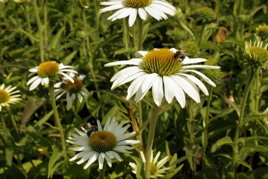 Třapatkovka nachová 'Prairie Splendor Compact White' - Echinacea ...
