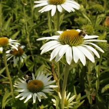 Třapatkovka nachová 'Prairie Splendor Compact White' - Echinacea ...