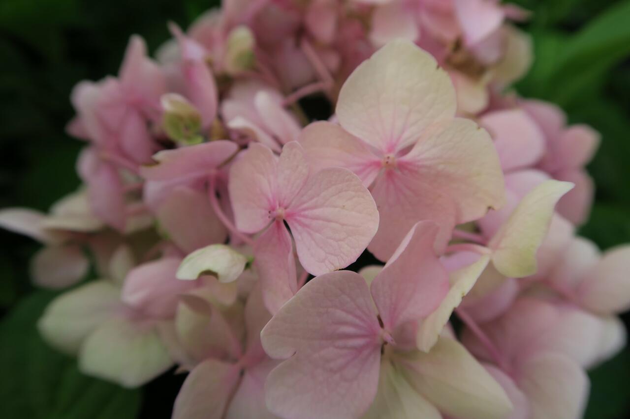 Hortenzie velkolistá 'Bouquet Rose' - Hydrangea macrophylla 'Bouquet ...