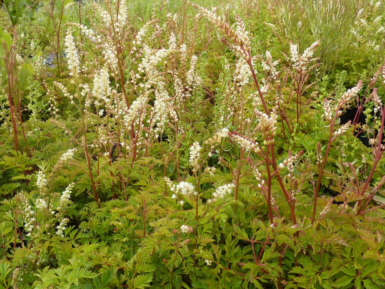 Udatna - Aruncus aethusifolius | Zahradnictví FLOS