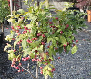 Brsleny | Zahradnictví FLOS