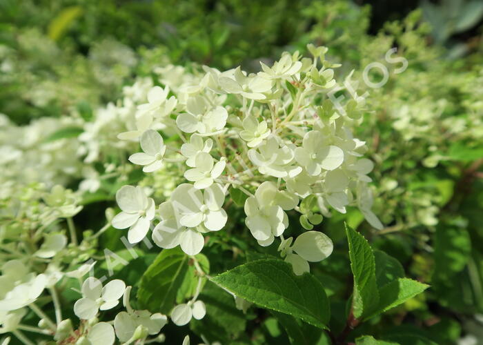 Hortenzie latnatá 'Bobo' - Hydrangea paniculata 'Bobo' | Zahradnictví FLOS