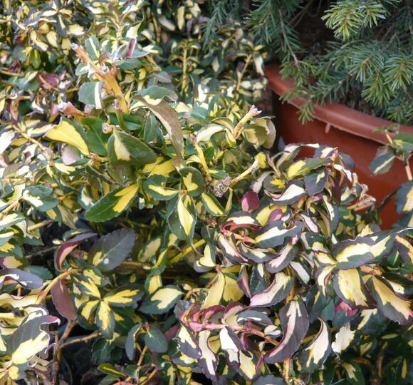 Sazenice brslen - euonymus | Zahradnictví FLOS