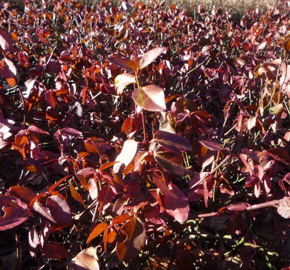 Sazenice brslen - euonymus | Zahradnictví FLOS