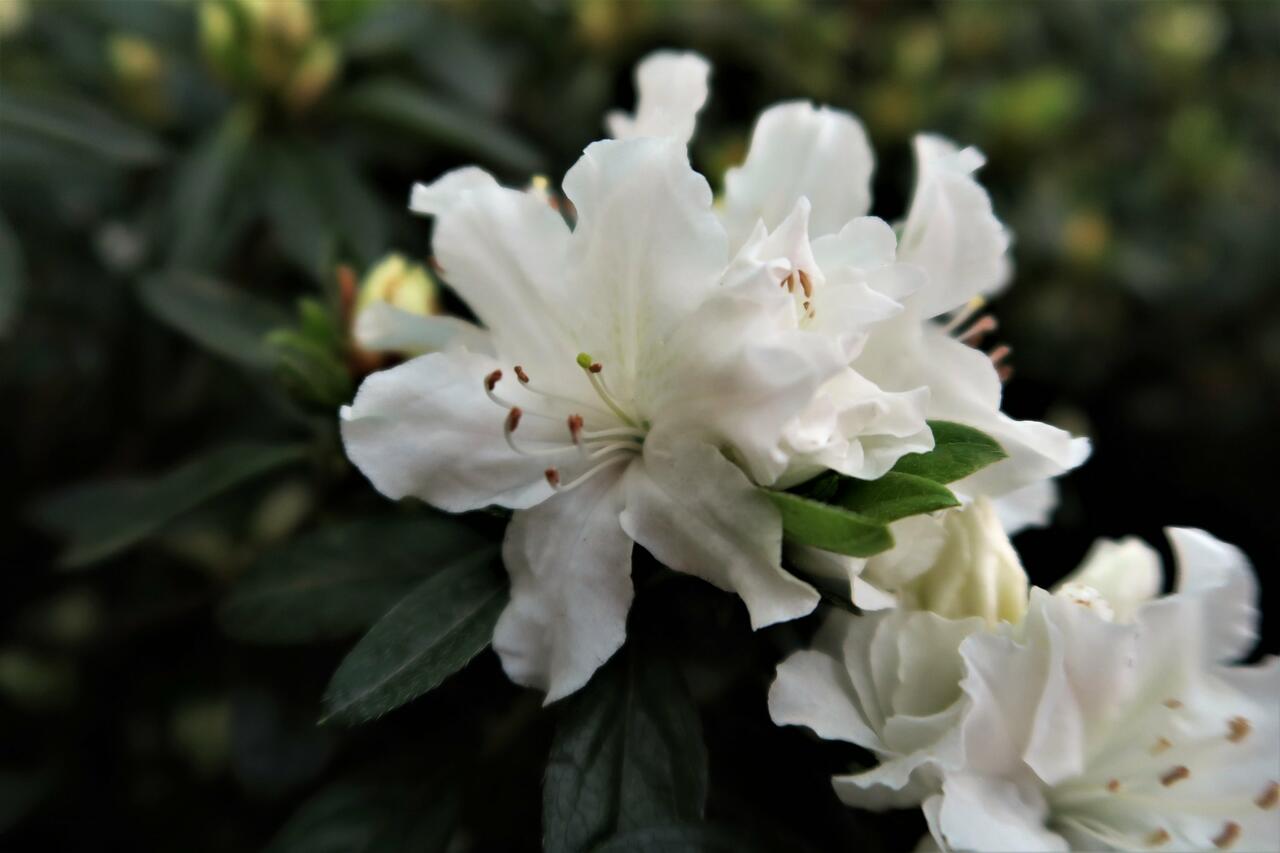 Azalka japonská 'Adonis' - Azalea japonica 'Adonis' | Zahradnictví FLOS